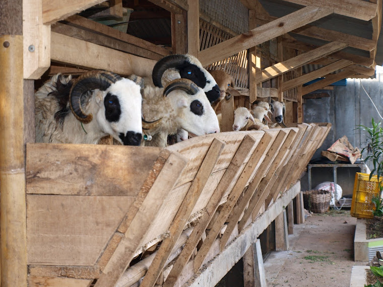 tahumassyarif: PENGGUNAAN AMPAS TAHU UNTUK TERNAK