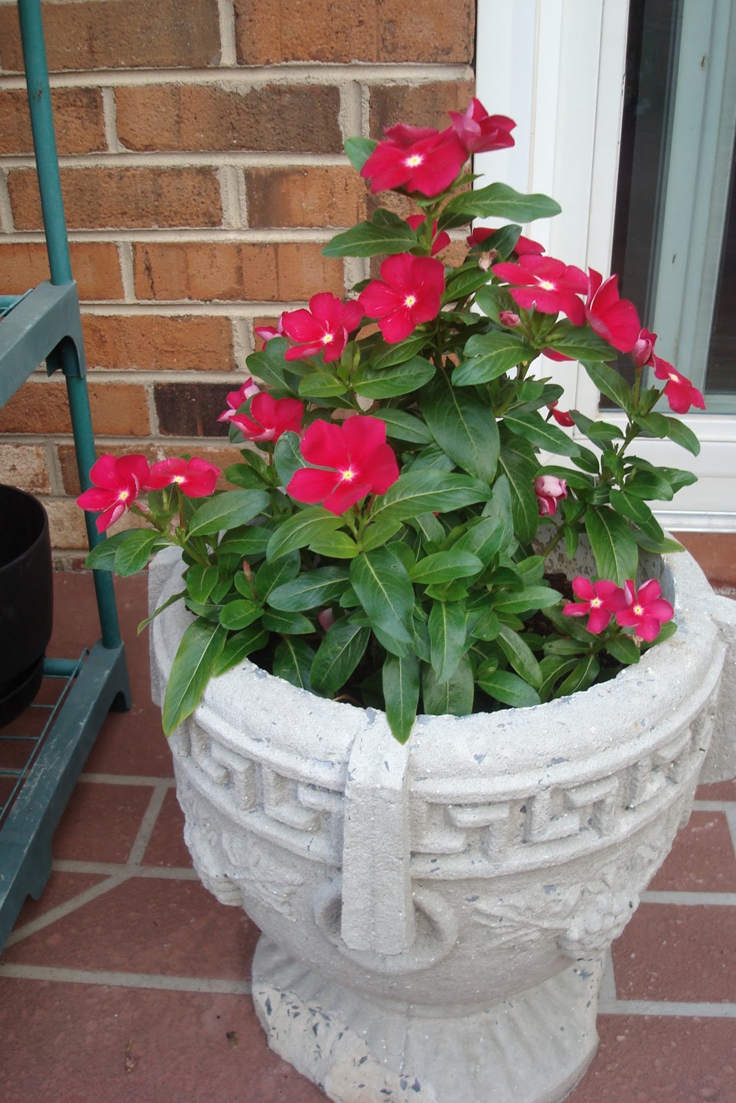 Flowers and Nature in my Garden: Potted Flowers Flowers and Nature in my Garden: Potted Flowers