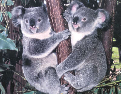 Koalas bebés - Imagui