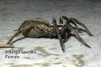 Esperance Fauna: Miturgidae - Miturga species