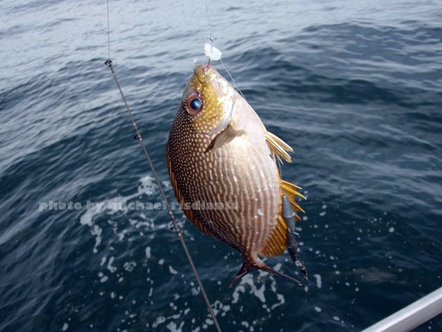 Mancing Baronang Tidak Harus Dengan Pancing Garong Mancing Baronang Tidak Harus Dengan Pancing Garong