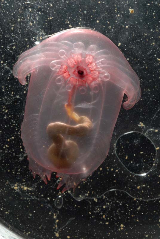 Deep Sea Teems With Cross eyed Sea Creatures deep-sea-teems-with-cross-eyed-sea-creatures