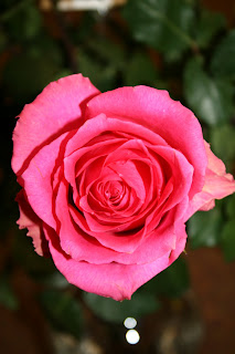 A. Perri Farms Rosa Prima Rose Collection: Shocking Versilia