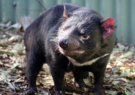 El demonio de Tasmania: Descripción