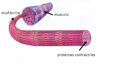 SISTEMA MUSCULAR