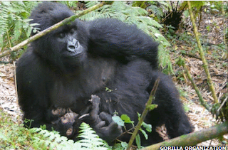 cryptonaut-in-exile: Gorilla twins born in Rwanda