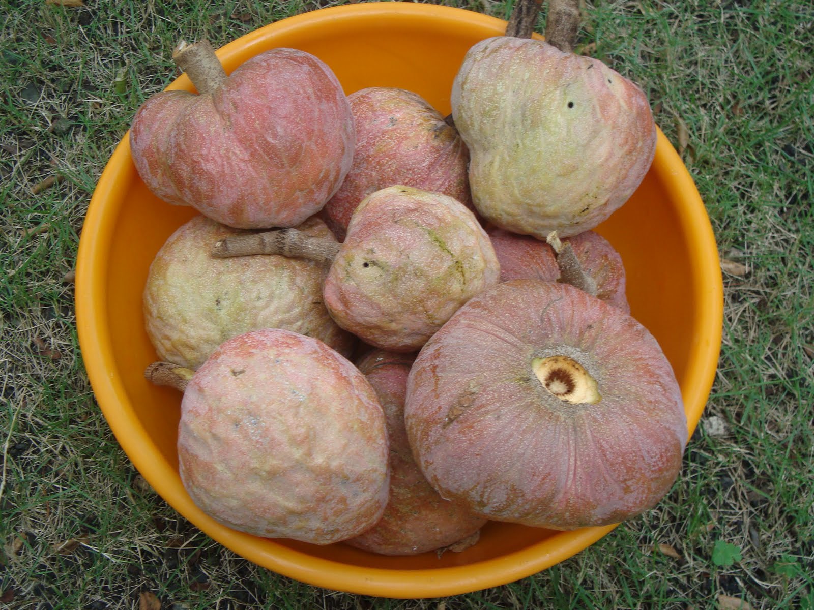 My Juan López. Com: El Mamon "Que Fruta Tan Sabrosa"