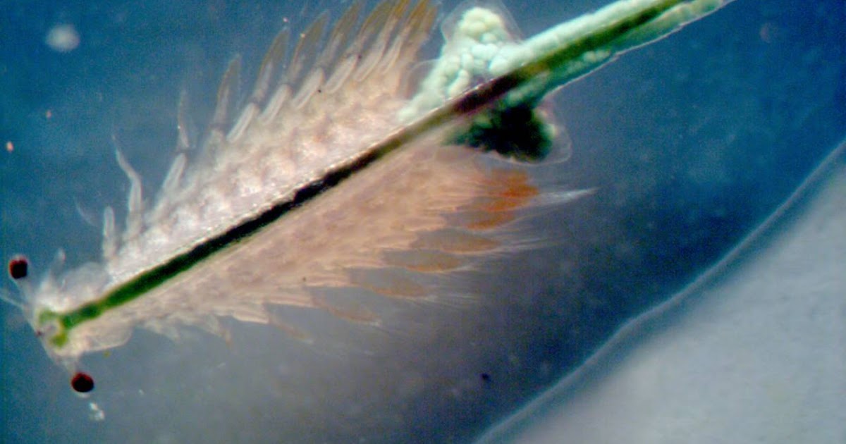 Cría de la artemia (Artemia spp) | Aquarium Amazónico
