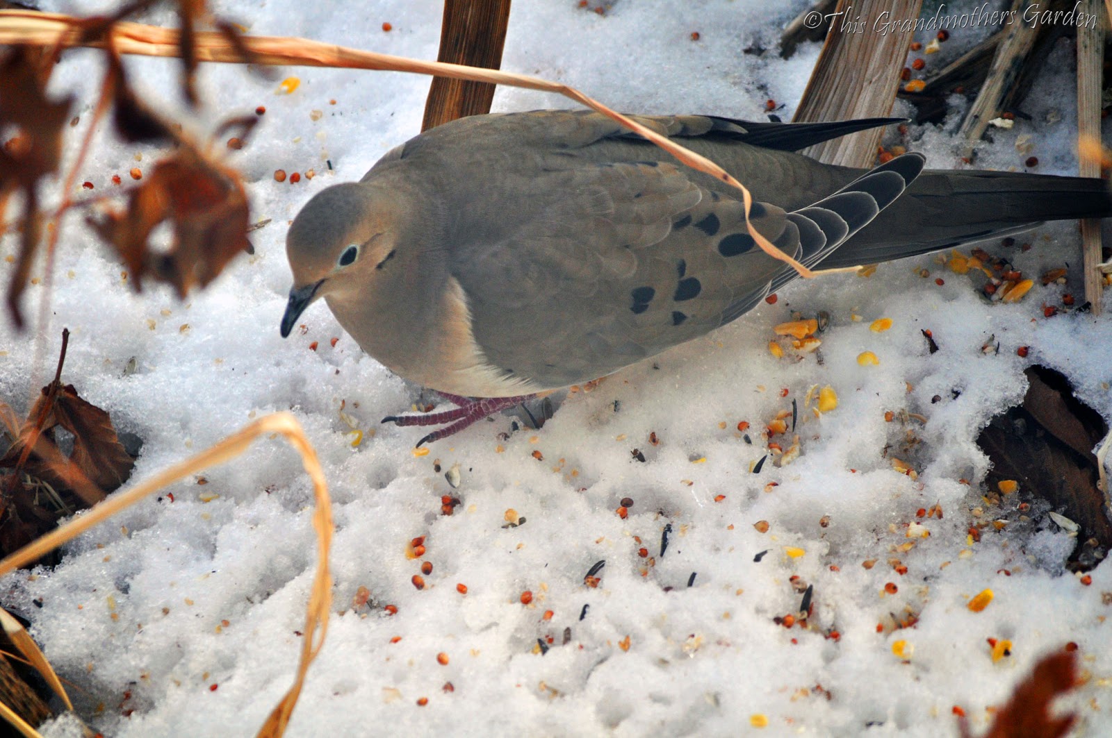 This Grandmother's Garden: Mourning Doves in Winter