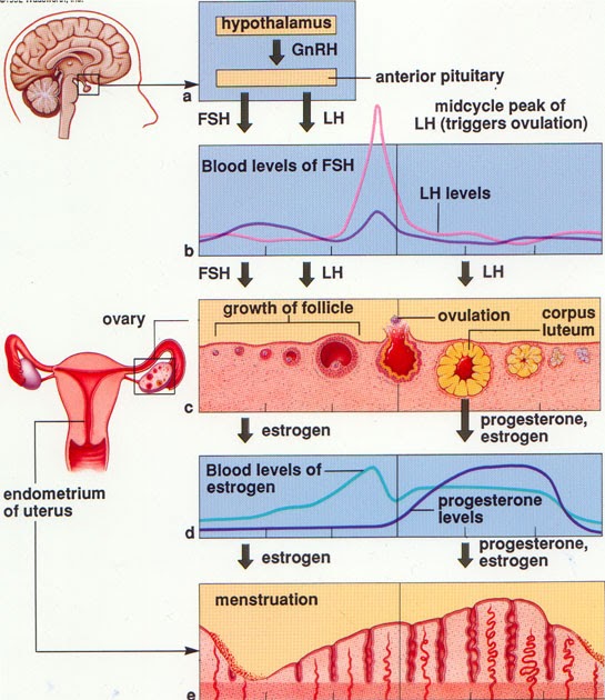 Calon Dokter: FISIOLOGI MENSTRUASI