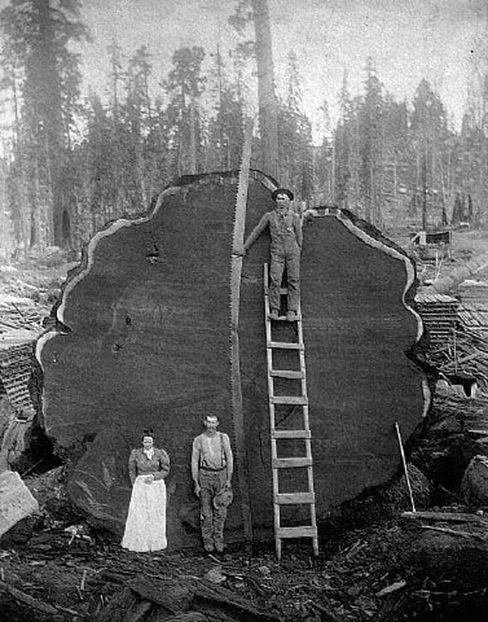Arboriculturalism Redwood Old Growth Logging Photo arboriculturalism-redwood-old-growth-logging-photo