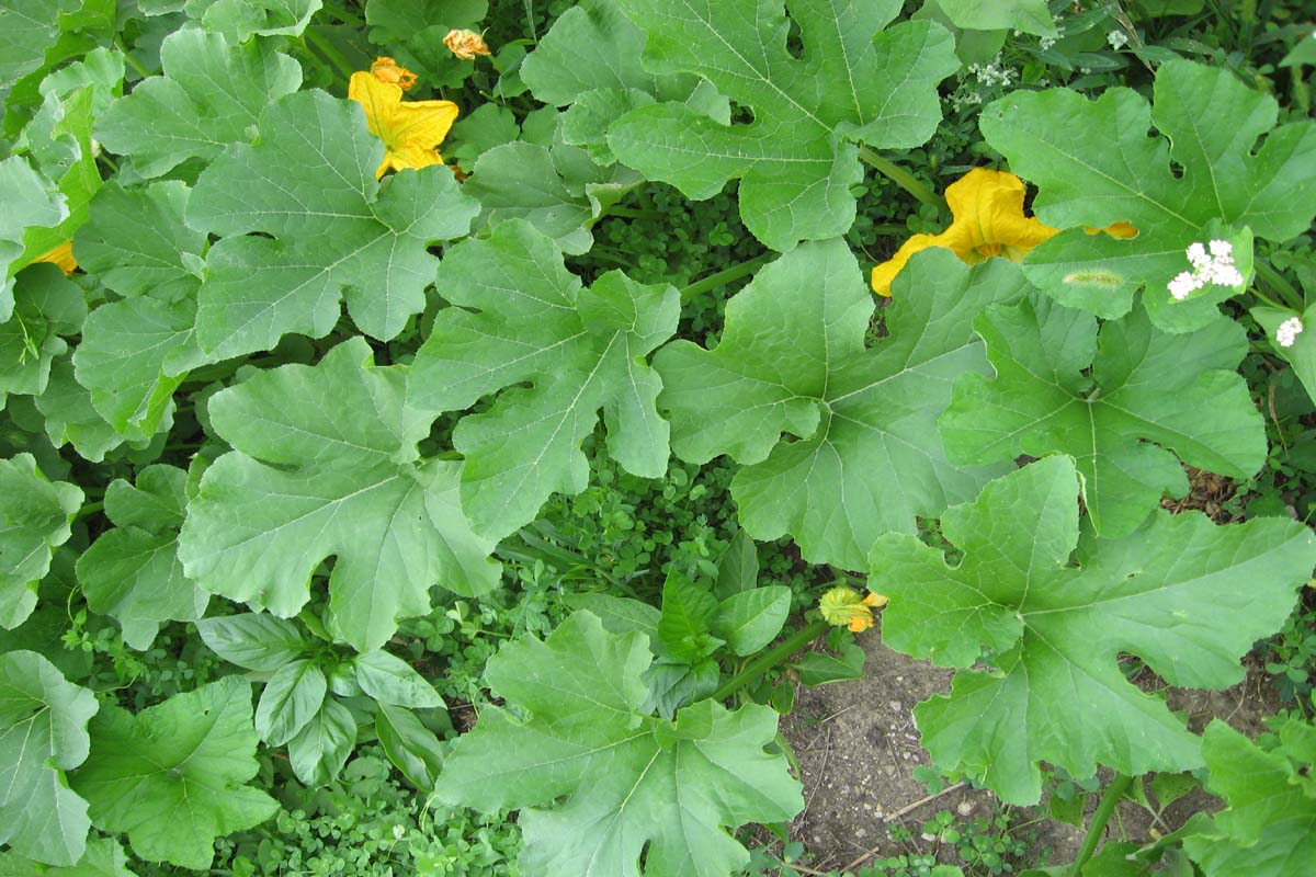 Notstraight Gardens How To Grow Pumpkins With Companion Planting notstraight-gardens-how-to-grow-pumpkins-with-companion-planting
