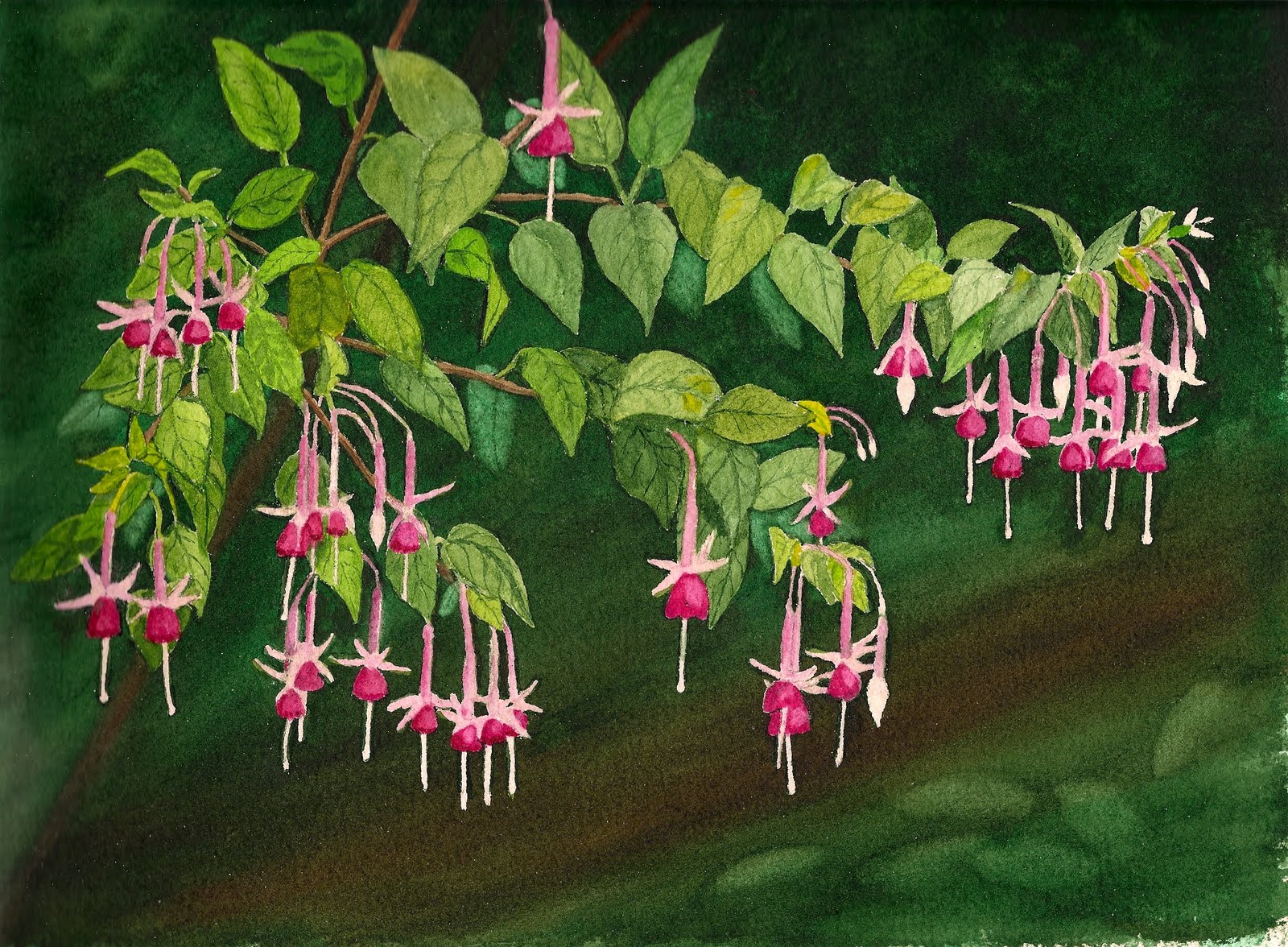 Voice Painter Fuschia I Watercolor 9X12 voice-painter-fuschia-i-watercolor-9x12