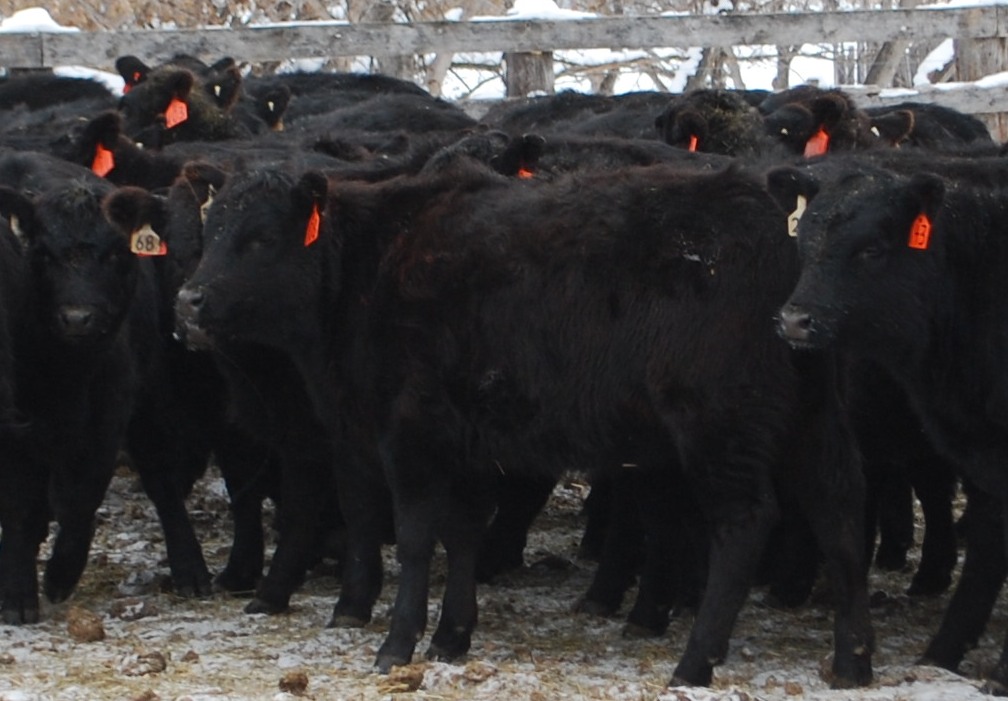Nerbas Bros. Angus: Open Heifers For Sale