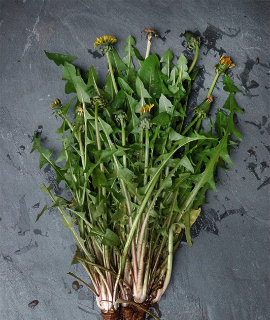 The Dandelion Appreciation Society: Botany / Taxonomy