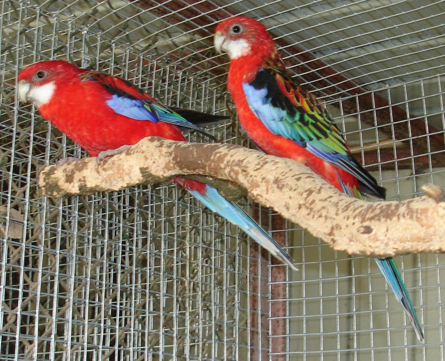 Aves de Gavião: Roselas