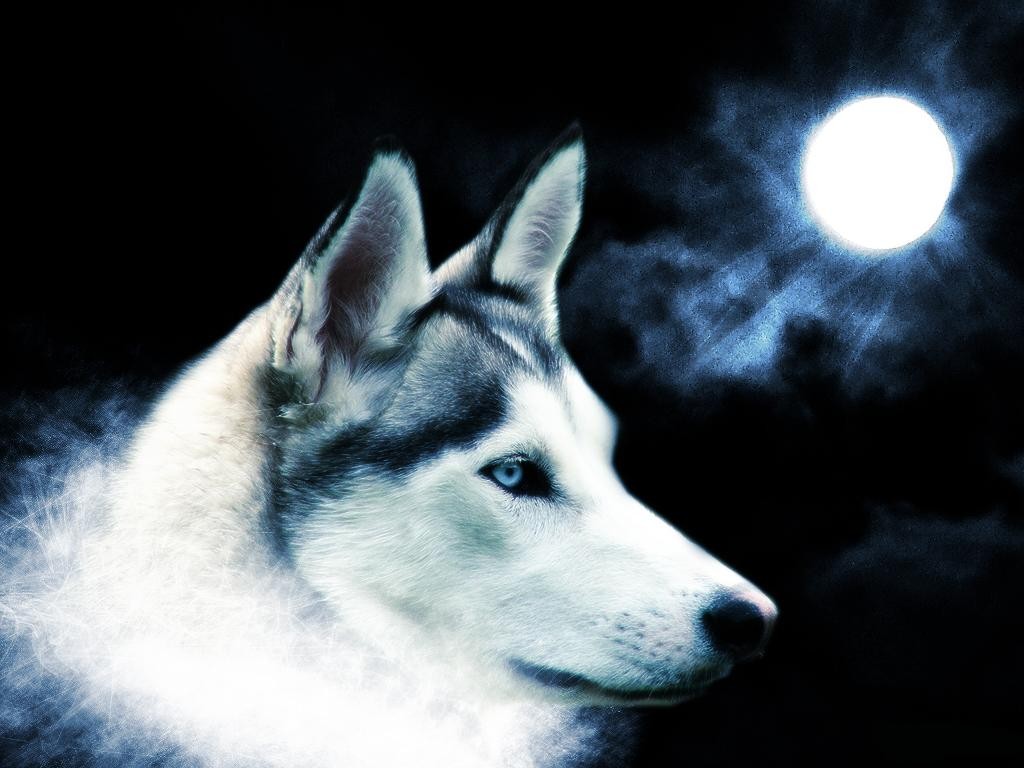 Ojos de lobo wallpaper - Imagui