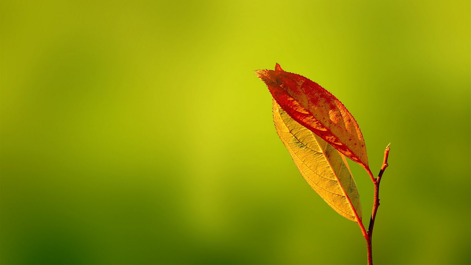 Orange Leaf Wallpaper orange-leaf-wallpaper