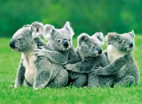 Koalas tiernos - Imagui