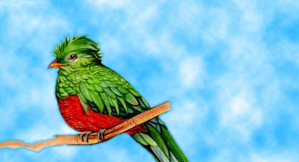 Nature Observations And Meanings RESPLENDENT QUETZAL Meaning Of Precious nature-observations-and-meanings-resplendent-quetzal-meaning-of-precious