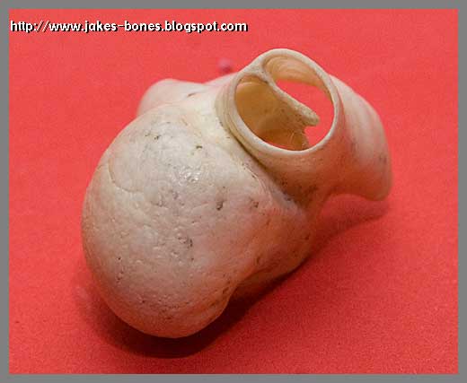 Strange bones #7 - the strangest bone yet ? : Jake's Bones