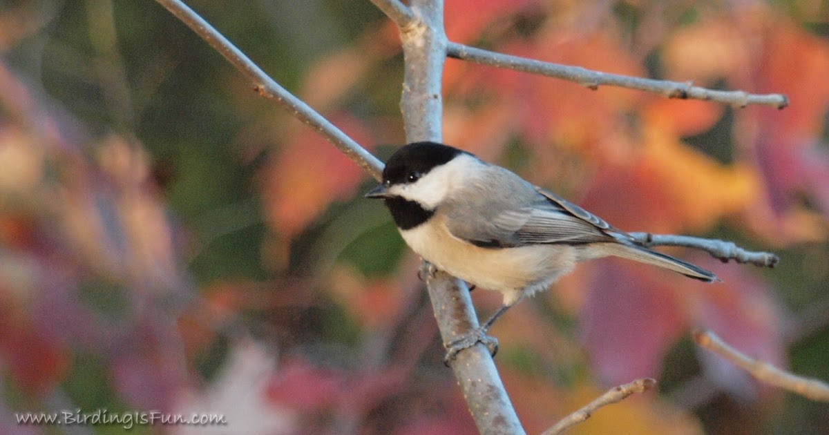 Birding Is Fun!: Black-capped or Carolina Chickadee