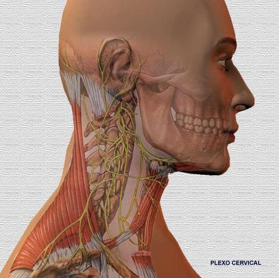 Neuroanatomía para Todos: PLEXO CERVICAL (1)