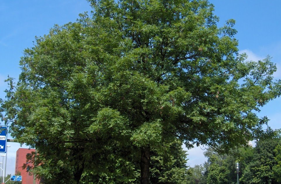 MUNDO JARDIN: FRESNO (FRAXINUS SPP.)