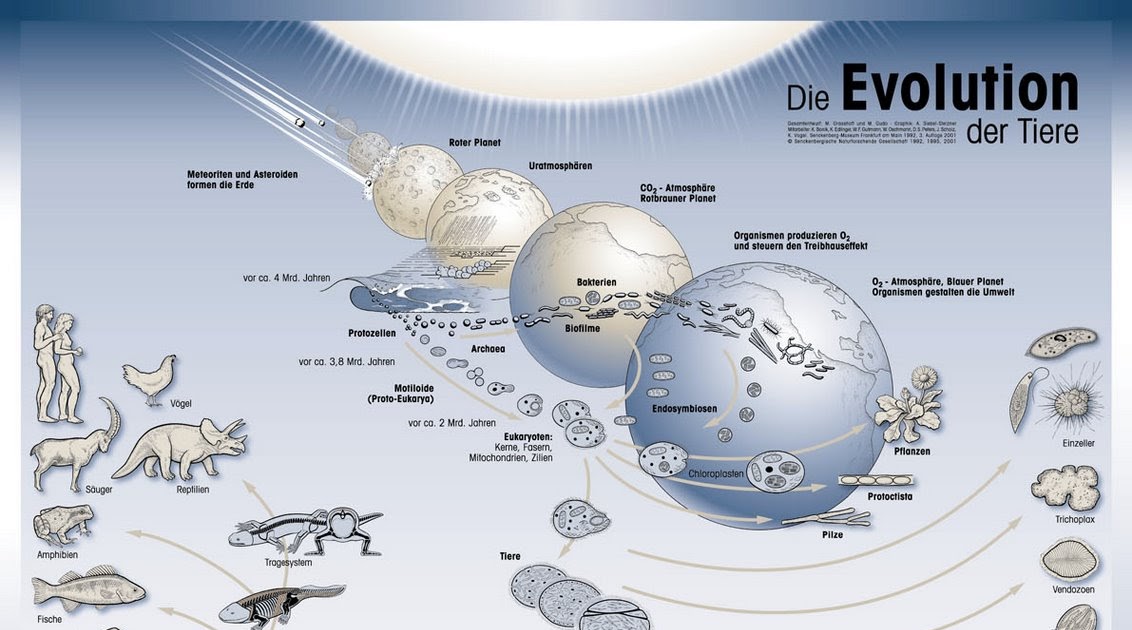 evolución de los animales vertebrados: Evolución de los animales ...