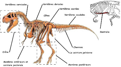 Le blog de Jérémy: L'anatomie des dinosaures