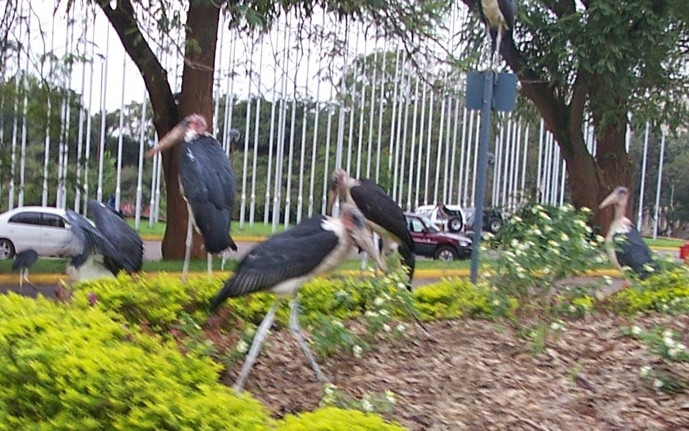 Duke Medicine In Uganda Flesh eating Birds Terrorize Tourists duke-medicine-in-uganda-flesh-eating-birds-terrorize-tourists