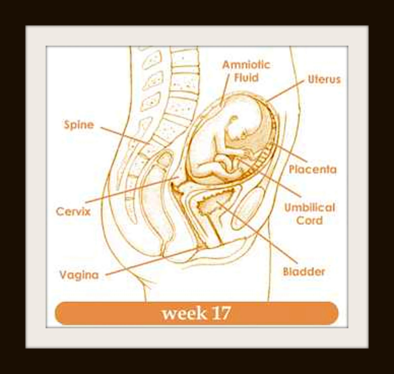 Christians Life And IVF 17 Weeks And 6 Days Pregnant christians-life-and-ivf-17-weeks-and-6-days-pregnant