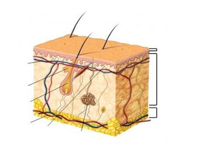 Biologíapuntocom: Imagen de piel para completar 2ª año