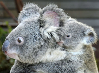 Koala bebé - Imagui