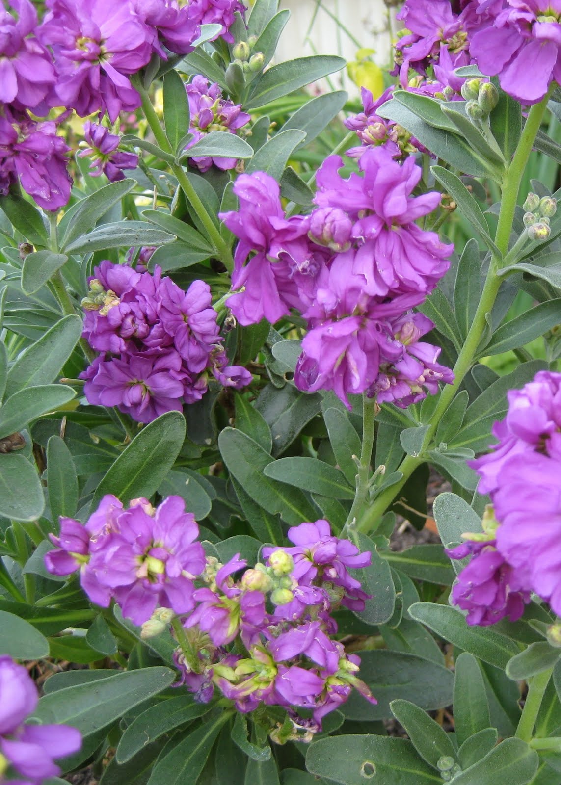 Marcelle Nankervis Top 10 Fragrant Plants For Spring marcelle-nankervis-top-10-fragrant-plants-for-spring