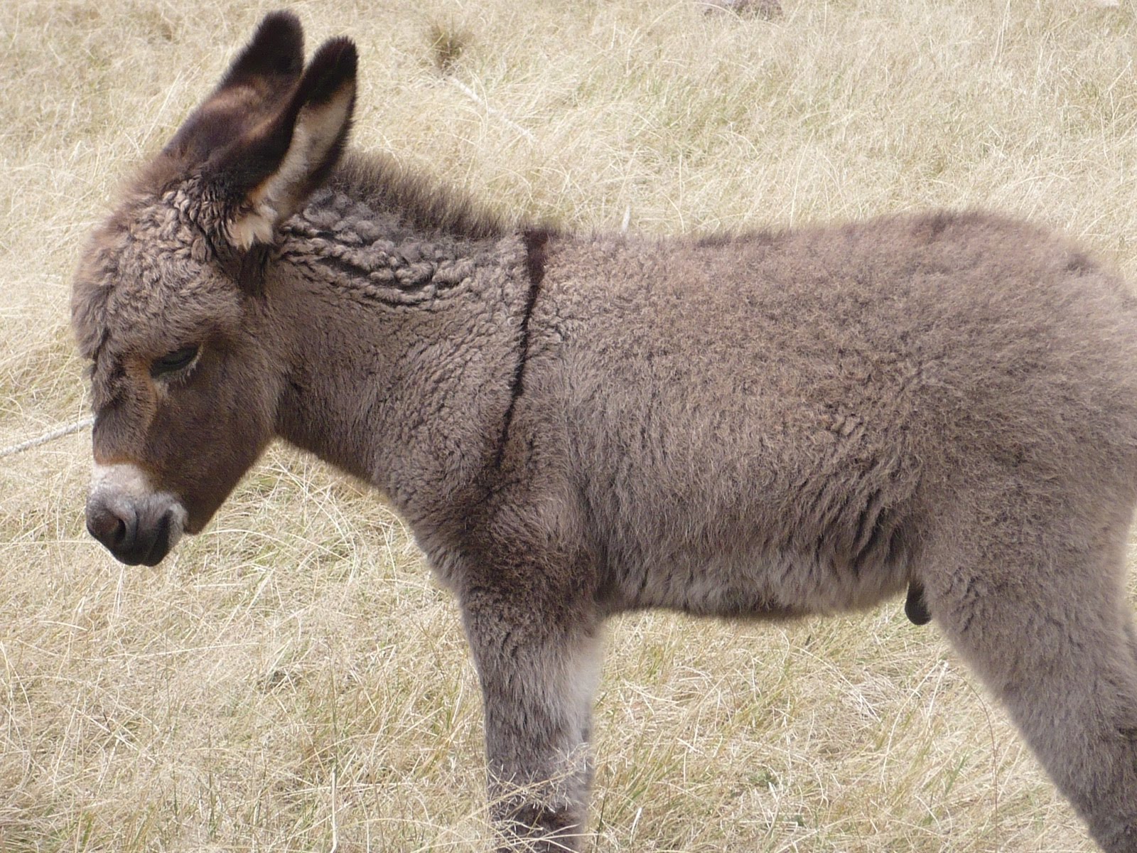 Burro De Noria Un Burro En La Cola burro-de-noria-un-burro-en-la-cola