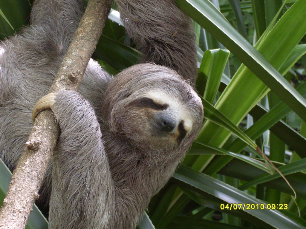 Ecolhoroscopia: Un oso perezoso rescatado en Caracas!! Ecolhoroscopia: Un oso perezoso rescatado en Caracas!!