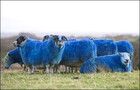 Rare Resources: Dwarf Blue Sheep