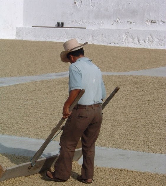 ..El mas delicioso cafe..: ..El secado..