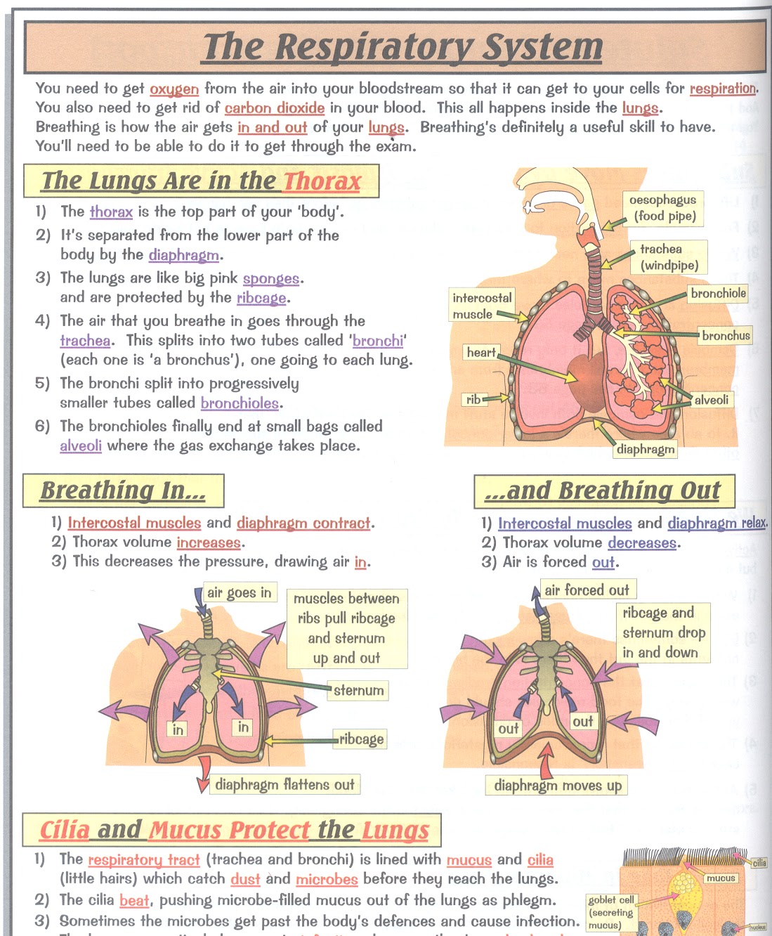 Terceroesobilingual SOME IMPORTANT THINGS ABOUT THE RESPIRATORY SYSTEM terceroesobilingual-some-important-things-about-the-respiratory-system