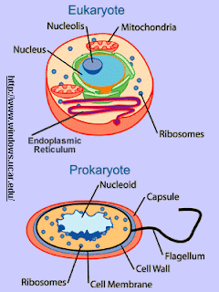 My AP Biology: Chapter 4: A Tour of the Cell