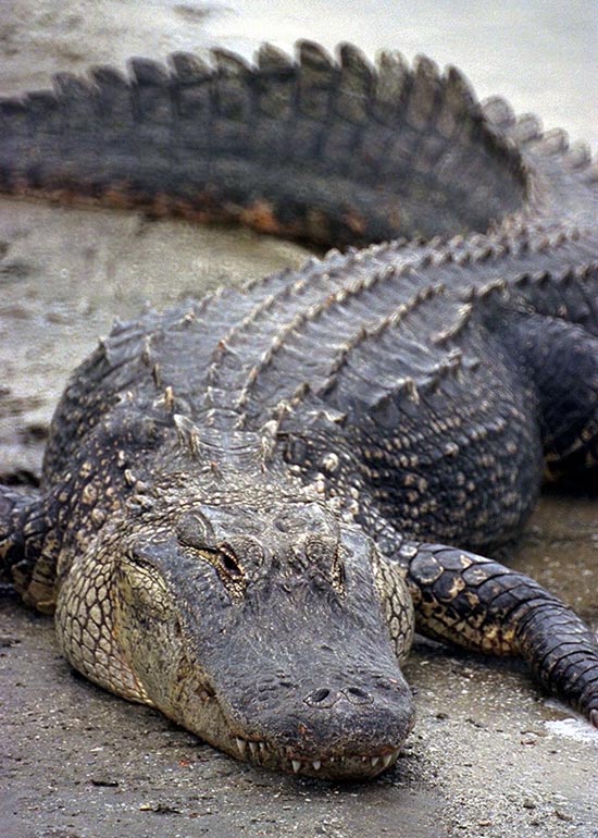 LIGHTENING ALIGATOR AND CROCODILE DIFFERENCE lightening-aligator-and-crocodile-difference