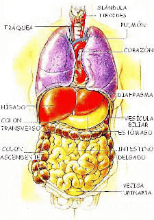 la celula: Cuerpo Humano y Sus Organos