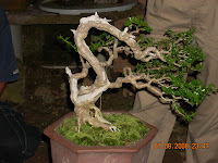 Mat Yie Garden: BERUAS - PREMNA MICROPHYLLA - SANCANG