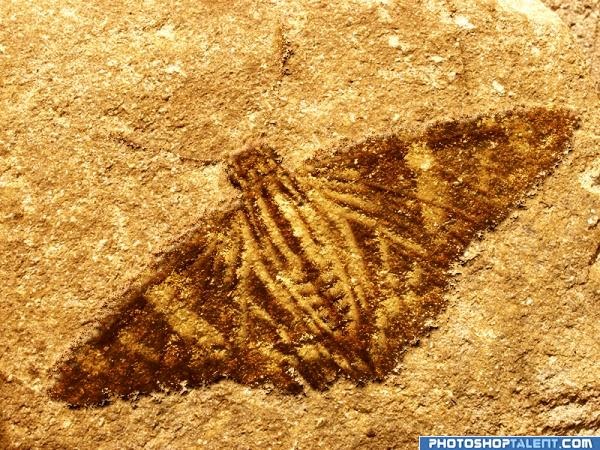 Earth Science Blog: Fossils