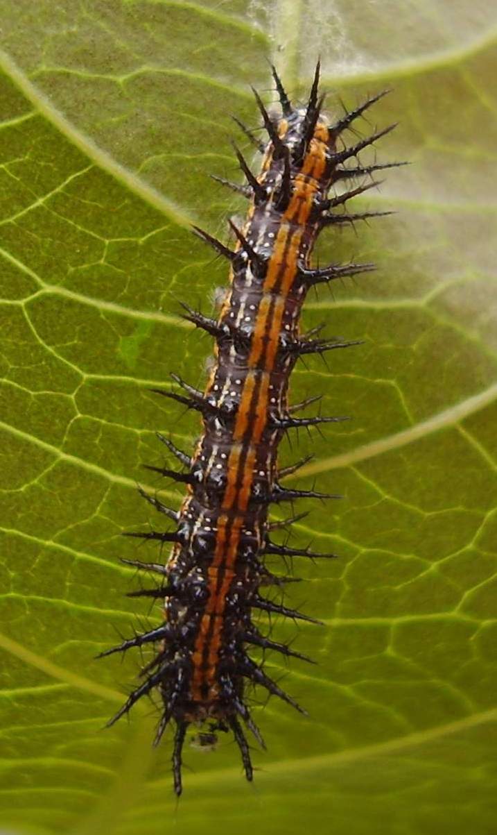 LA ORUGA DE MARIPOSA ESPEJITOS