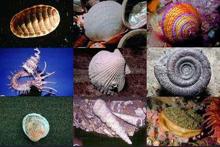 Reino Animal - Invertebrados: Moluscos