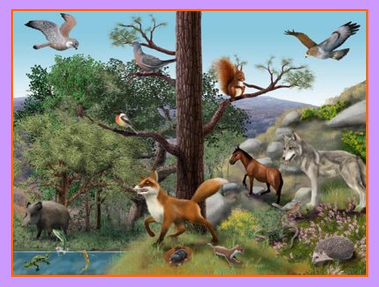¡CONOCIENDO LOS ECOSISTEMAS!