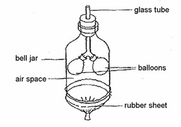 myScience Class: A Model of The Human Respiratory System
