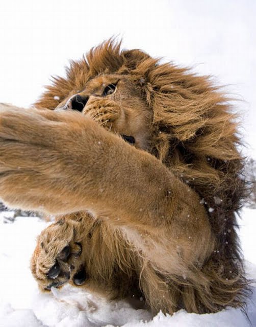 ProBuzzer Wonderful Photos Of The Wild Animals Part 1 probuzzer-wonderful-photos-of-the-wild-animals-part-1